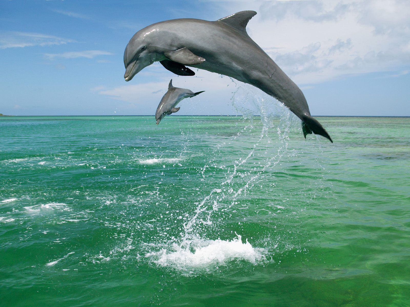 dauphins